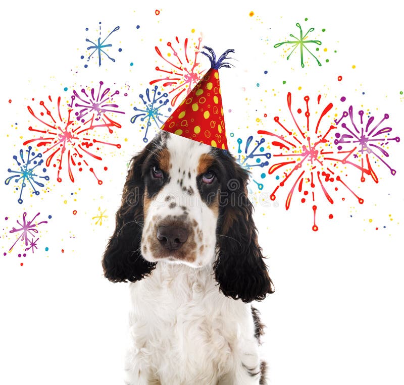 Happy Birthday Cocker Spaniel Stock Photos - Free & Royalty-Free Stock ...