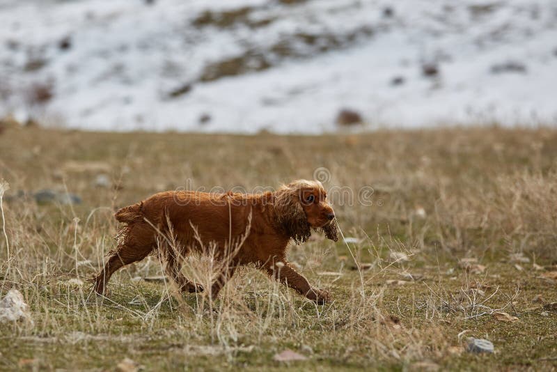 English cocker spaniel stock image. Image of hunt, village - 90864345