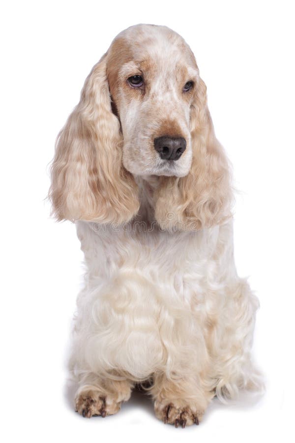 English cocker spaniel stock photo. Image of isolated - 35803994