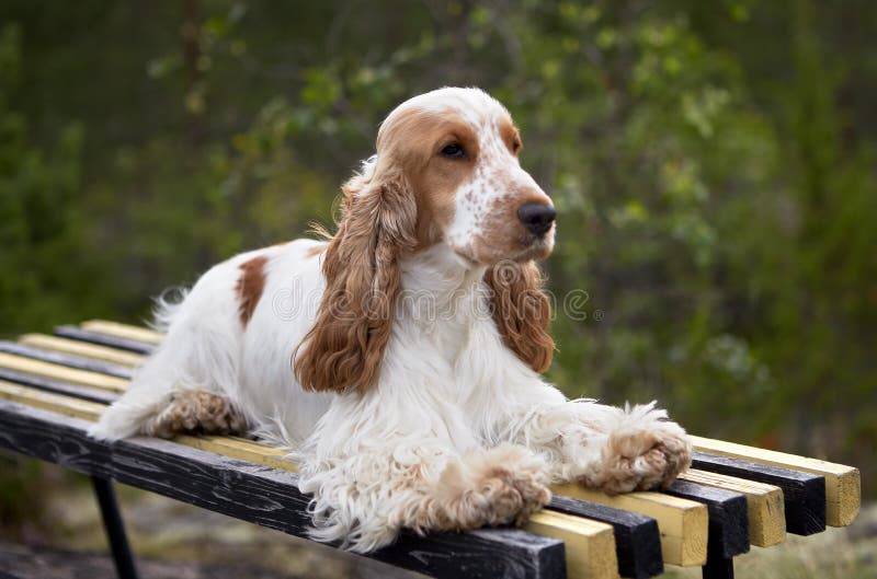 Park. an English Cocker Spaniel is Lying on the Bench. Color White-red ...