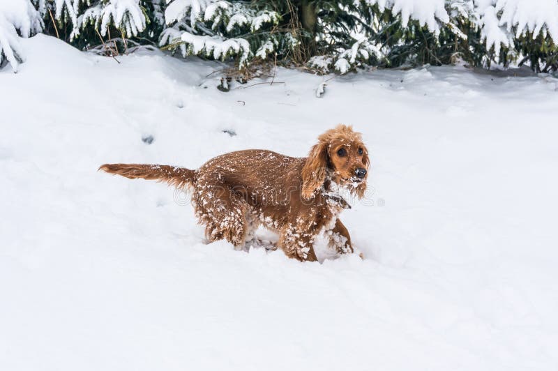 English Cocker Spaniel Playing on the Snow Stock Image - Image of ...