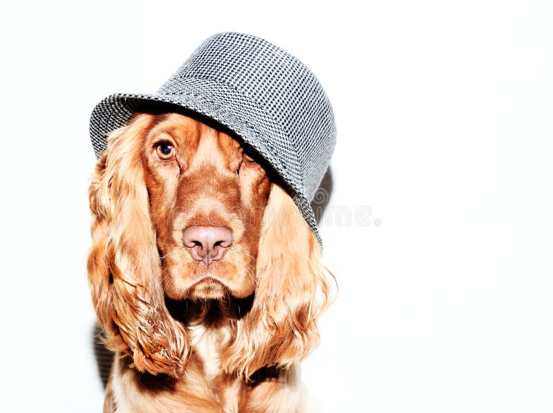 English cocker spaniel stock image. Image of perro, english - 51620371