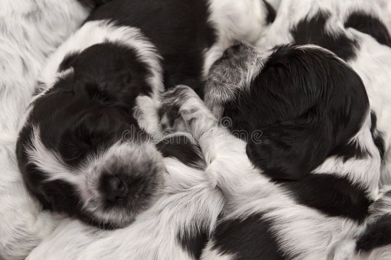 English Cocker Spaniel Puppies. Stock Photo - Image of purebred, cocker ...