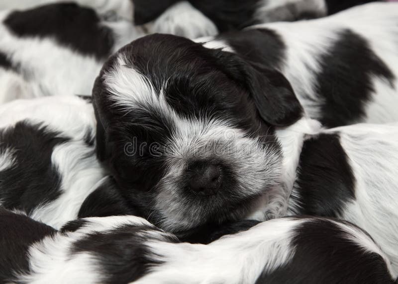 English Cocker Spaniel Puppies. Stock Image - Image of closeup, newborn ...