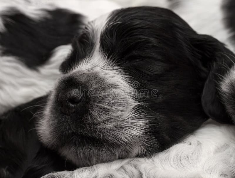 English Cocker Spaniel Puppies. Stock Photo - Image of funny, puppy ...