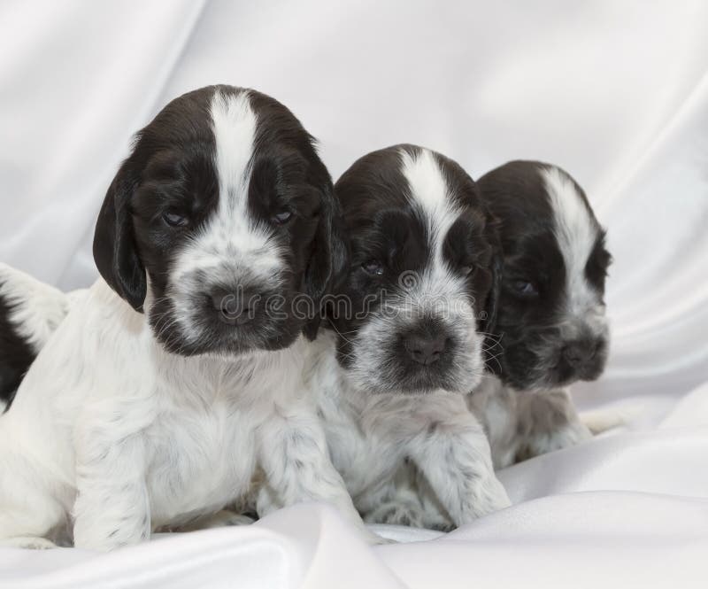 English Cocker Spaniel Puppies. Stock Photo - Image of breed, domestic ...