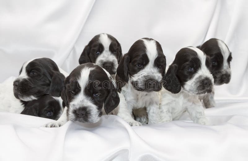 English Cocker Spaniel Puppies. Stock Image - Image of domestic, beauty ...