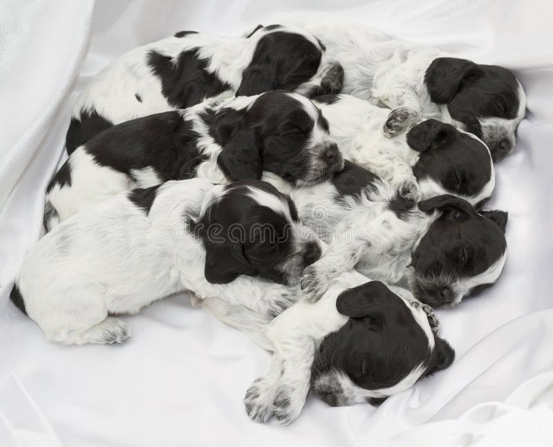 English Cocker Spaniel Puppies. Stock Image - Image of animal, pretty ...