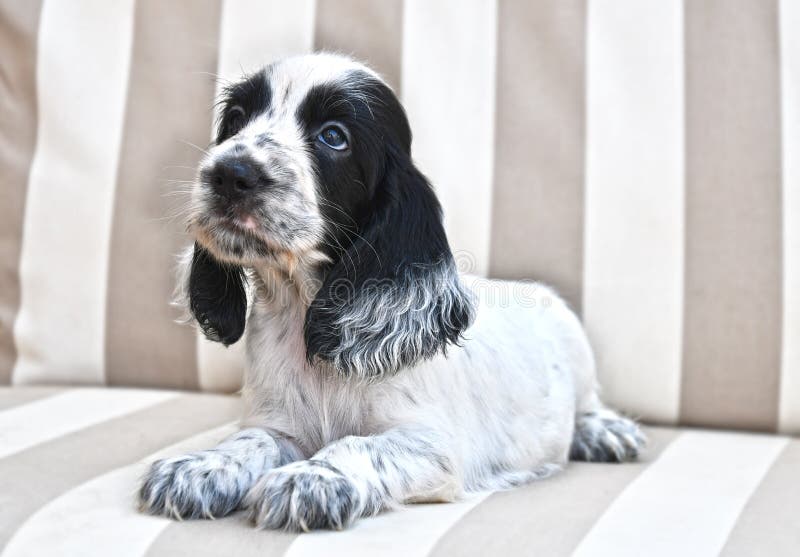 English Cocker Spaniel Puppy Stock Image - Image of puppy, blue: 201698365