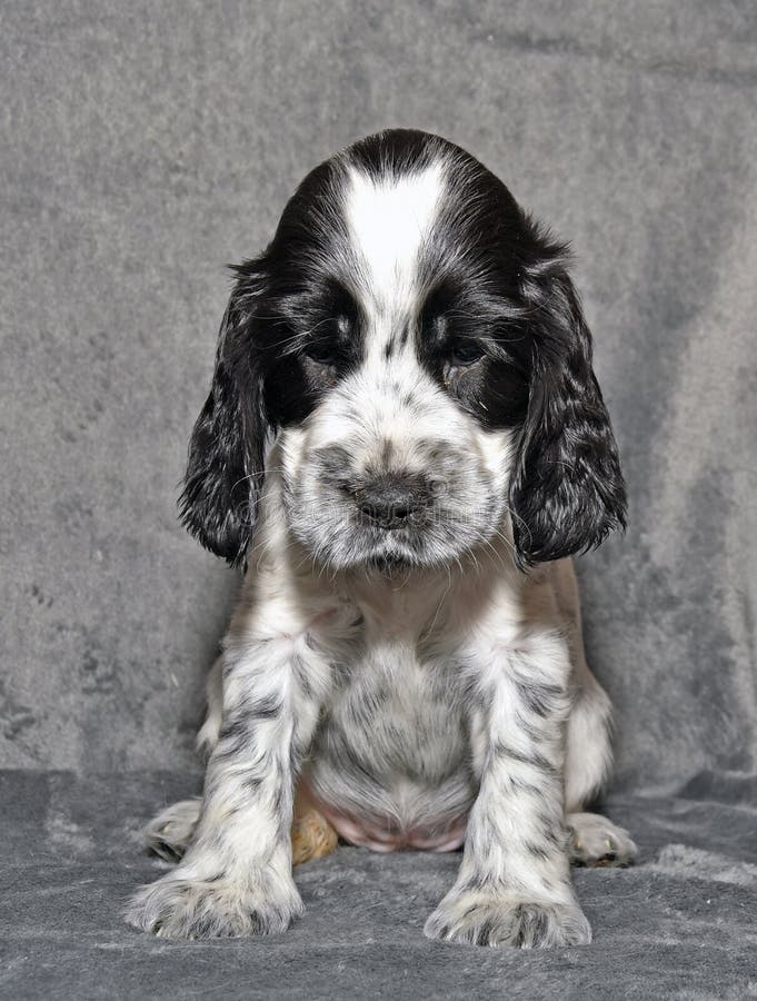 English Cocker Spaniel Puppy Stock Photo - Image of roan, cocker: 244001556
