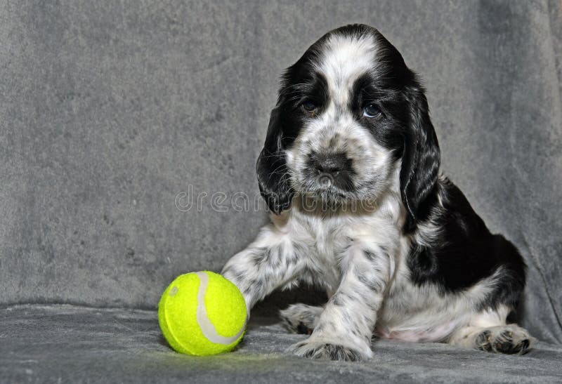 English Cocker Spaniel Puppy Stock Photo - Image of black, blue: 244001624
