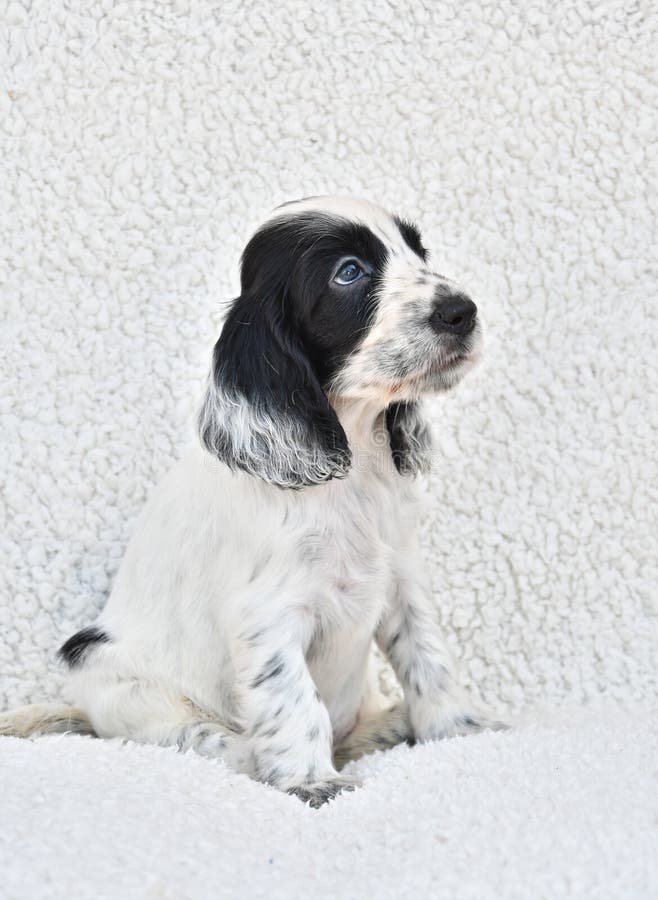 English Cocker Spaniel Puppy Stock Photo - Image of cocker, animals ...