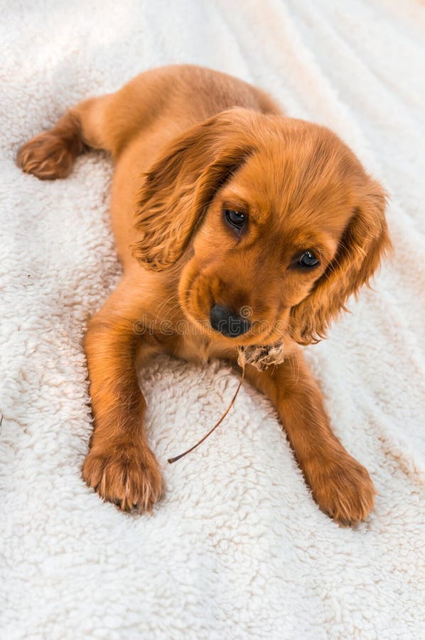 English Cocker Spaniel Puppy Lying on the Blanket Stock Photo - Image ...