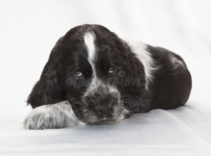 English Cocker Spaniel Puppy Stock Image - Image of pretty, laying ...