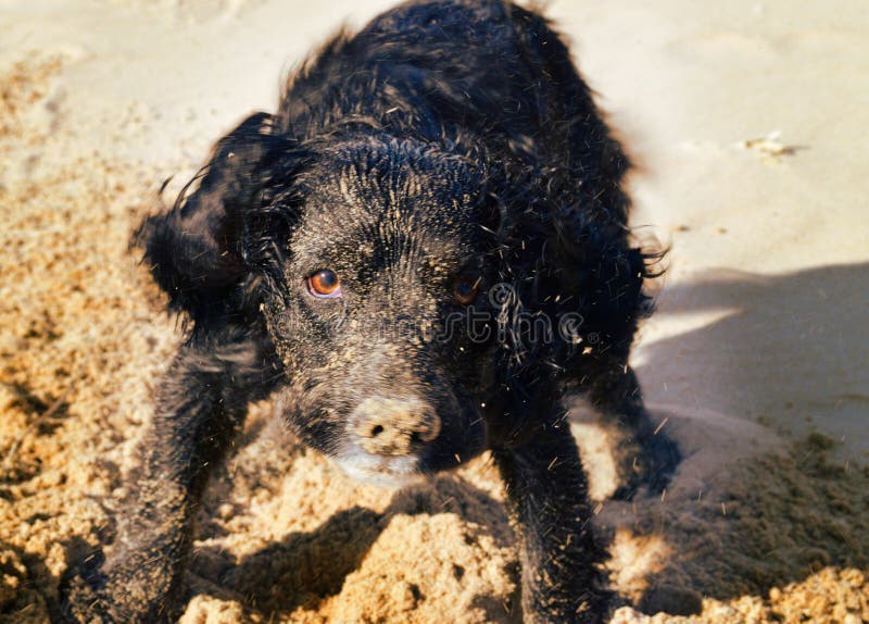Puppy shaking hands stock image. Image of shaking, puppy - 65680909