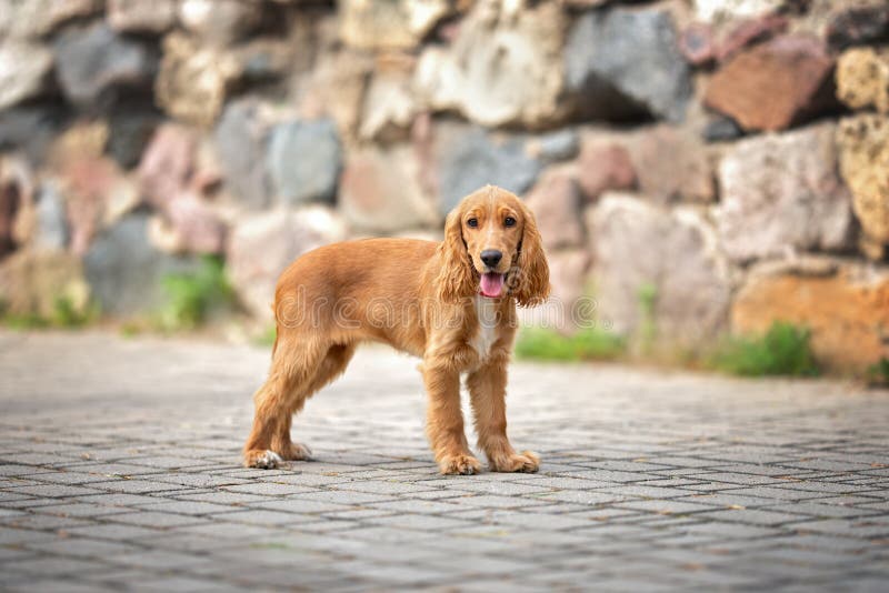 English Cocker Spaniel Puppy Standing Outdoors Stock Photo - Image of ...