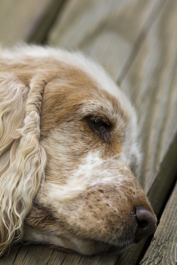 English Cocker Spaniel stock photo. Image of beige, mammal - 34547876
