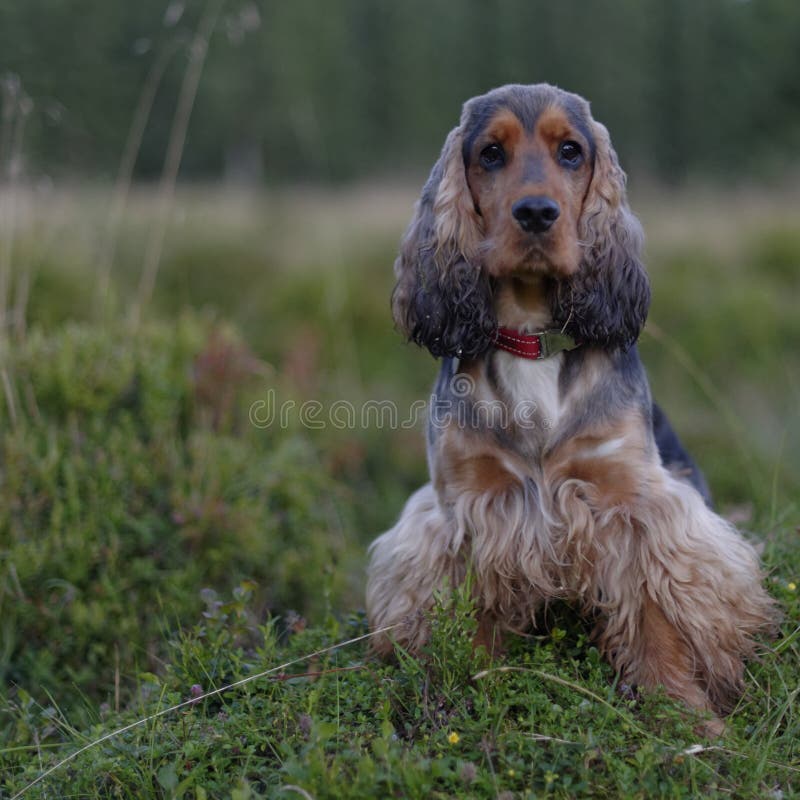 Sable English Cocker Spaniel Stock Photos - Free & Royalty-Free Stock ...