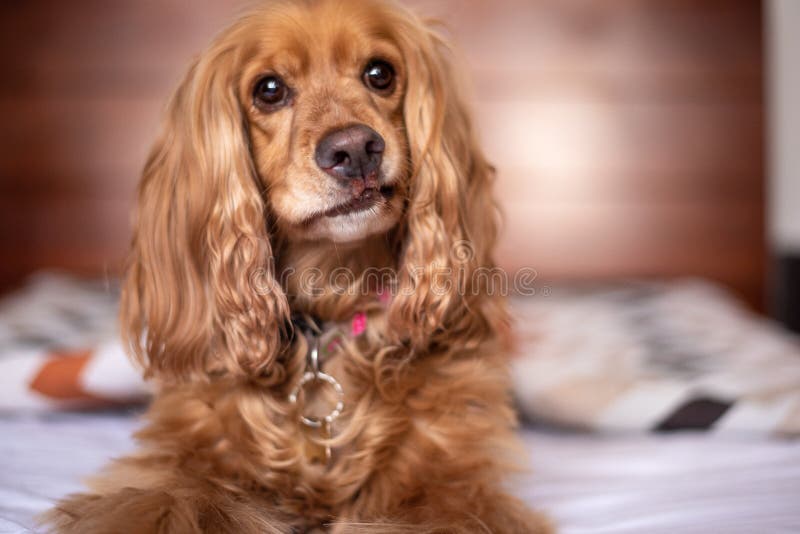 English Cocker Spaniel Seeing Confused Stock Photo - Image of cute ...