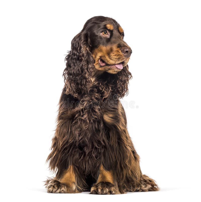 17,190 Spaniel White Background Stock Photos - Free & Royalty-Free ...