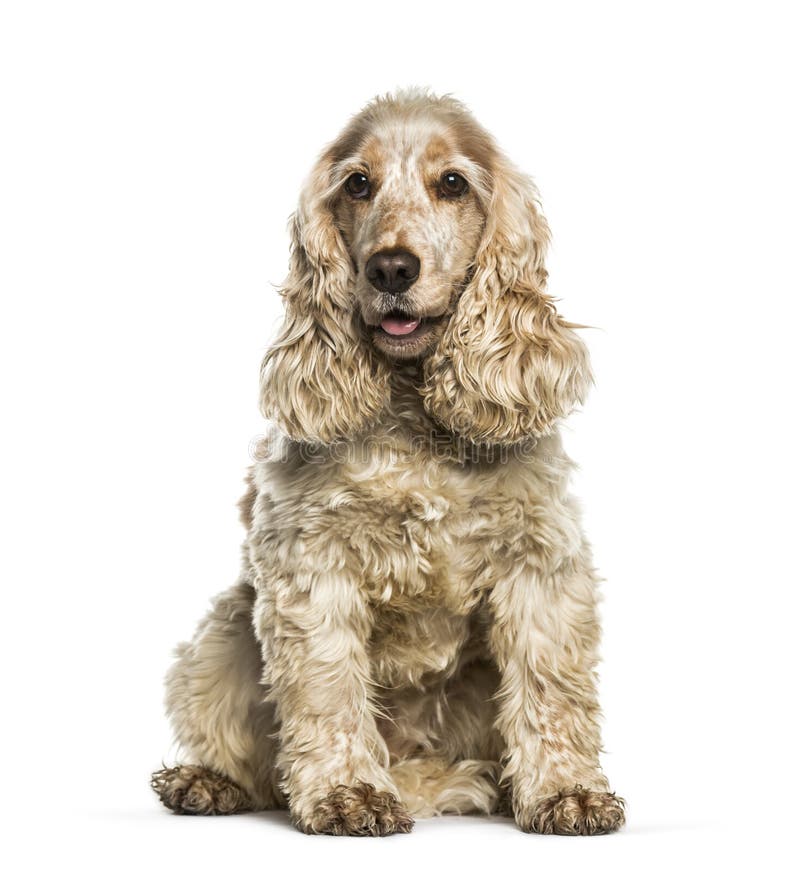 197 White Tan English Cocker Spaniel Stock Photos - Free & Royalty-Free ...