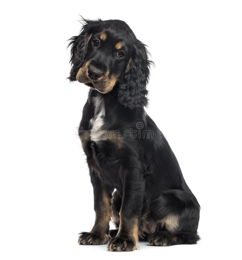 English Cocker Spaniel Sitting, Isolated Stock Image - Image of canine ...