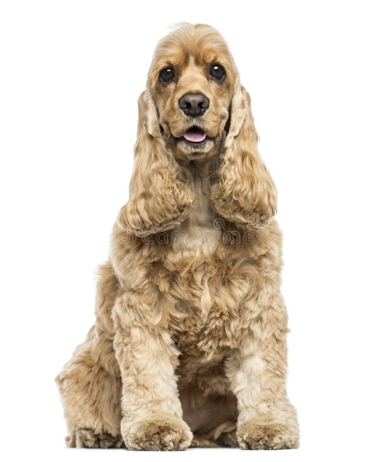 English Cocker Spaniel Sitting, Panting, Isolated Stock Image - Image ...