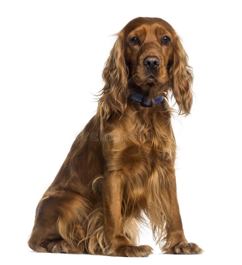 English Cocker Spaniel Sitting (2 Years Old) Stock Image - Image of ...