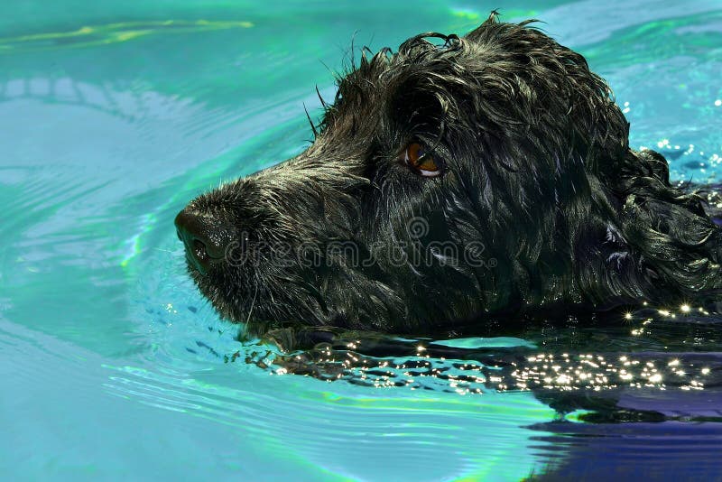 An English Cocker Spaniel stock photo. Image of swimming - 40773800