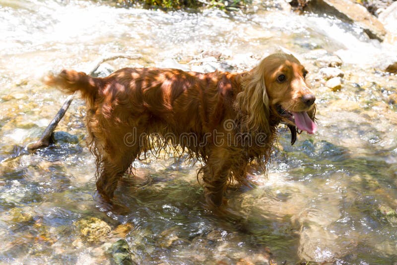 English Cocker Spaniel stock image. Image of cocker, love - 72735557