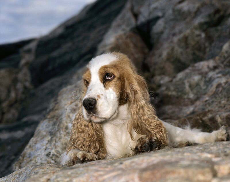 English cocker spaniel stock image. Image of rock, rocky - 36956003