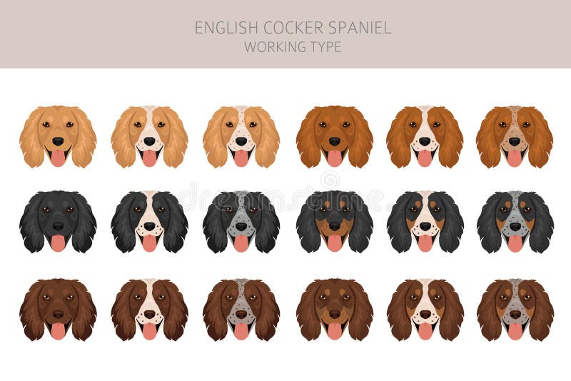 English Cocker Spaniel Working Type, Field Bred Clipart and Seamless ...