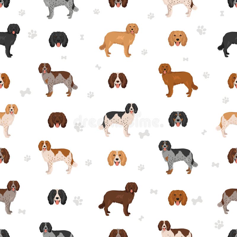 English Cocker Spaniel Working Type, Field Bred Clipart and Seamless ...
