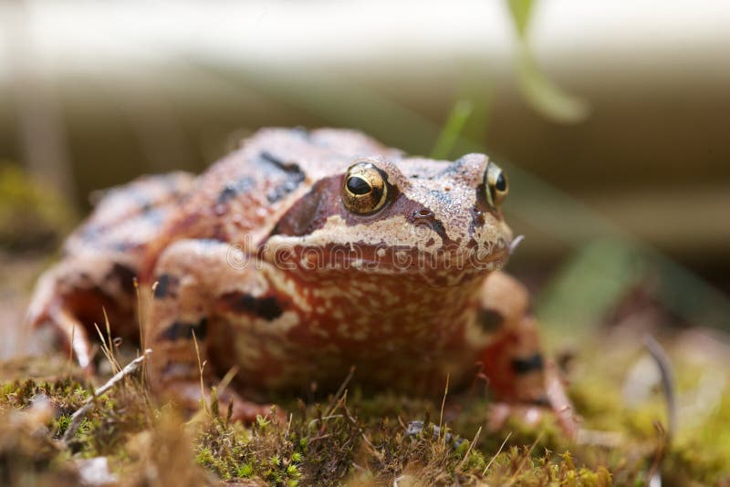 English common Toad stock image. Image of brown, amphibian - 26325119
