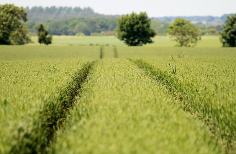 English Corn Field stock image. Image of fertile, growing - 45317141