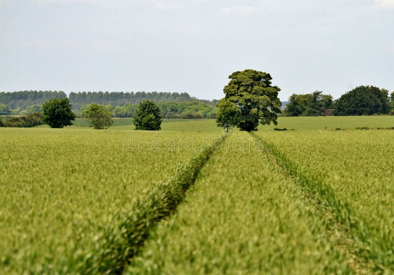 English Wheat Field stock photo. Image of farmland, corn - 44982614