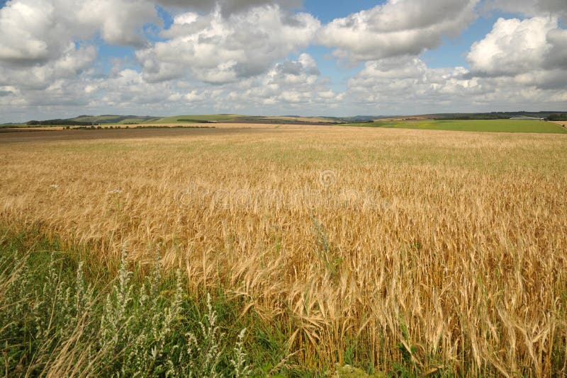 English country garden stock image. Image of beauty, golden - 32406877