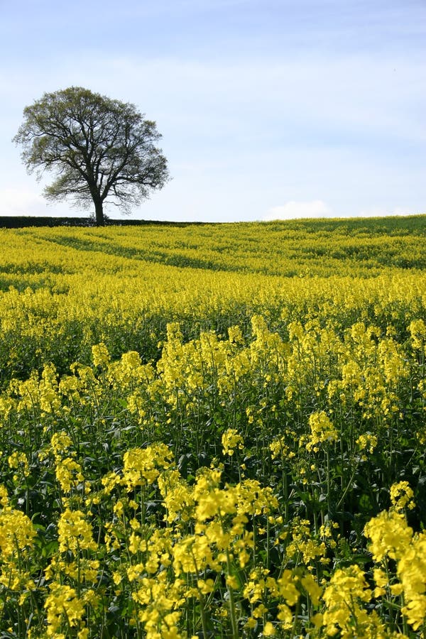 English Countryside stock photo. Image of organic, countryside - 128412