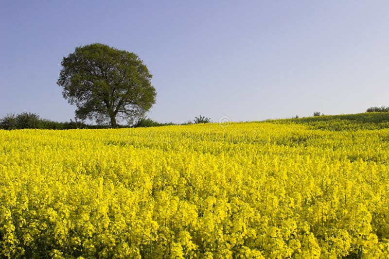 English Countryside Stile stock image. Image of lush - 19379245