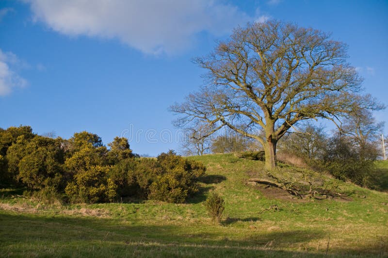 English Countryside - A Oak Tree On Small Hill Picture. Image: 8671198