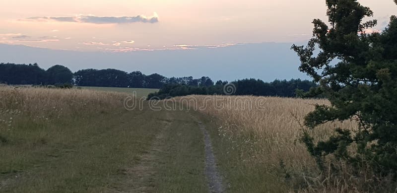 English countryside path stock photo. Image of cornfields - 228251194