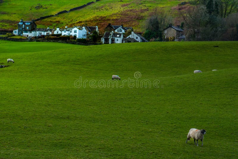 English Countryside with Sheep on the Hillside Stock Photo - Image of ...