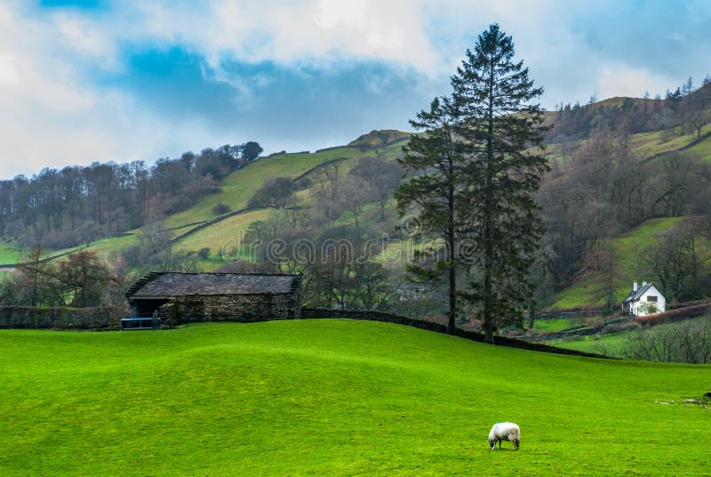 English Countryside with Sheep on the Hillside Stock Image - Image of ...