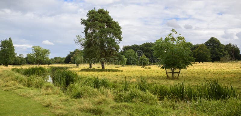 English Meadows stock image. Image of tree, quiet, field - 35996437