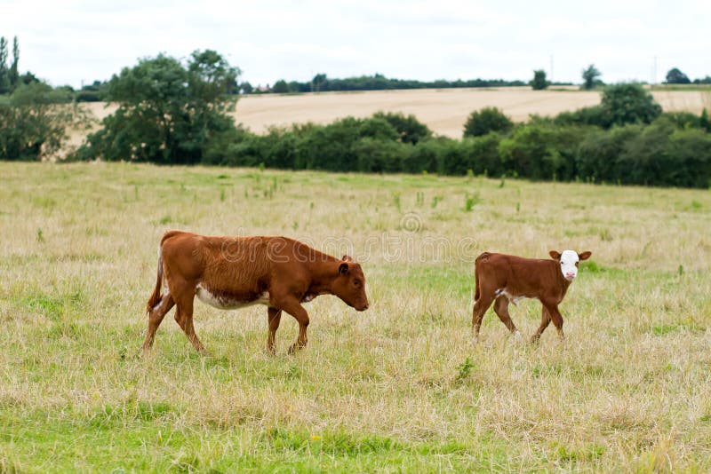 English cow stock photo. Image of brown, grazing, staring - 25700706