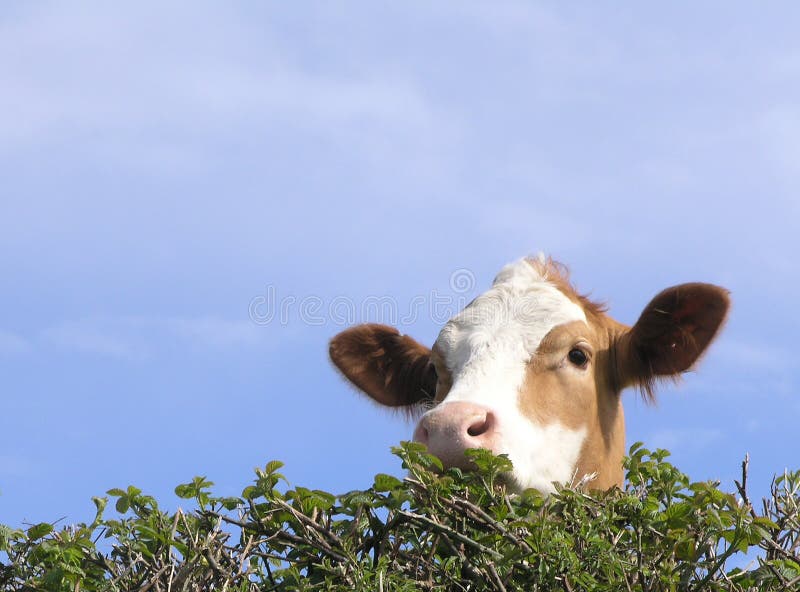 English Cow Looking Over Hedge Stock Photo - Image of field, nature: 121160