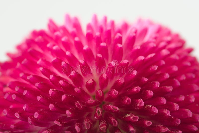 English Daisy stock image. Image of detail, purple, flourishing - 69934155