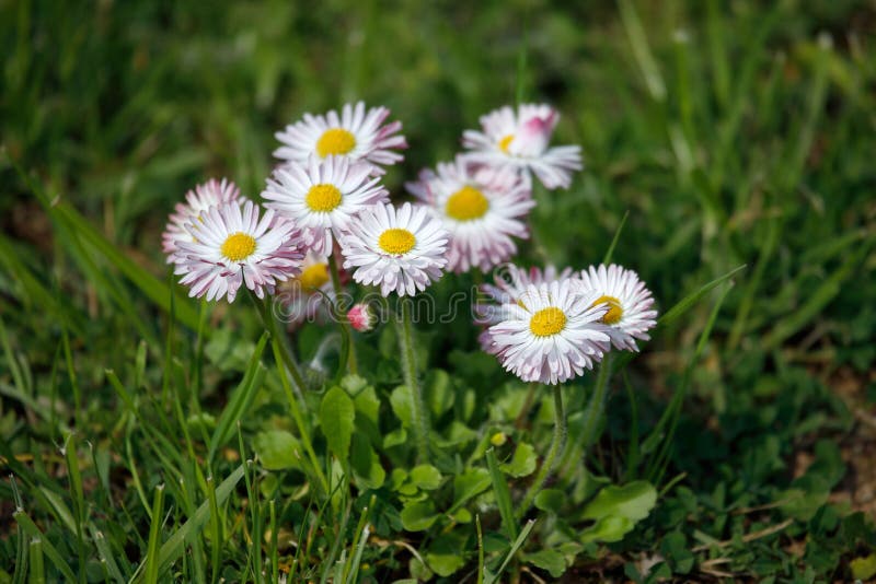 English Daisy (Bellis Perennis Stock Photo - Image of green, common ...
