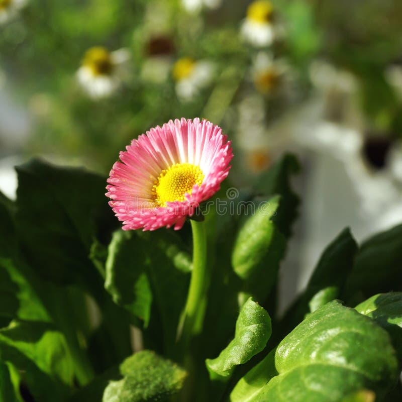 English daisy pomponette stock image. Image of pomponette - 50875531