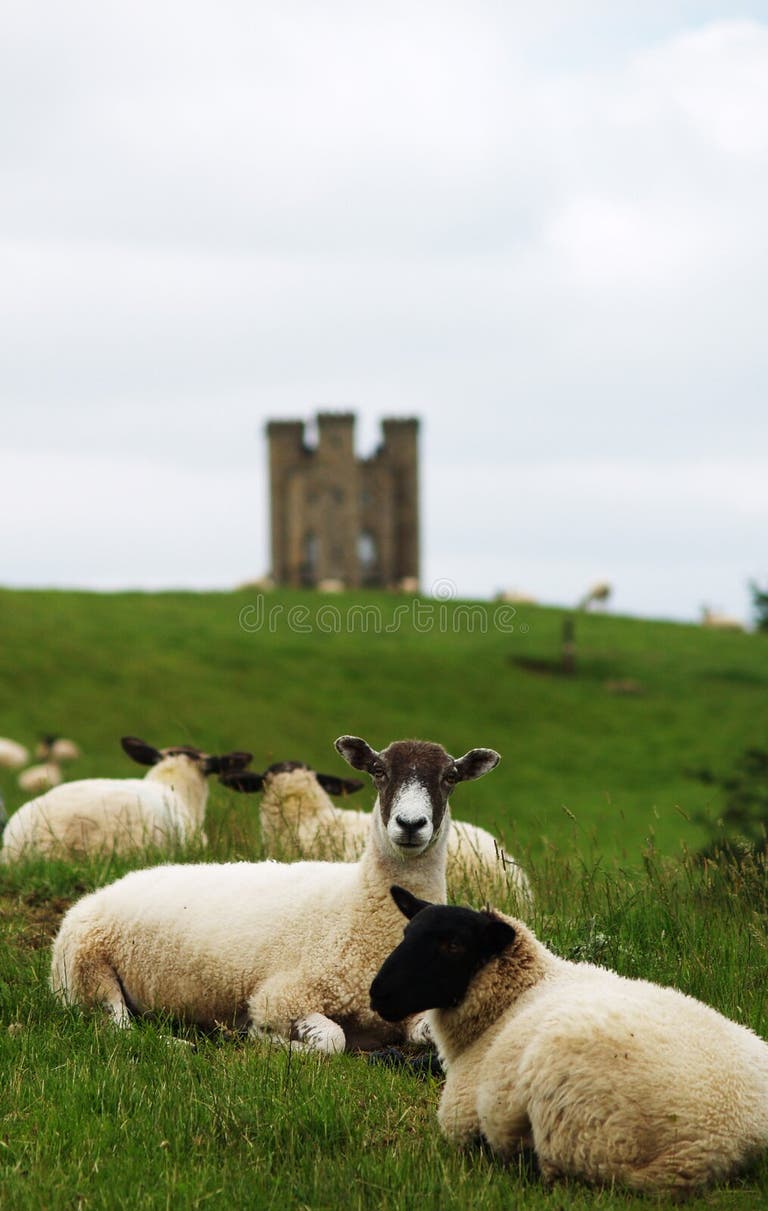 566 Ancient Sheep Tower Stock Photos - Free & Royalty-Free Stock Photos ...